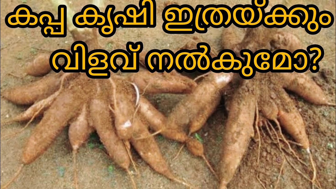 Organic Tapioca Cultivation \ How to grow cassava at home \കപ്പ കൃഷി ...