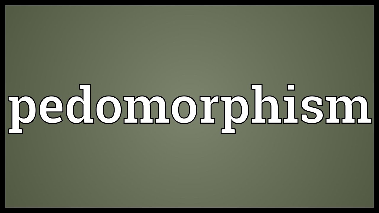 Pedomorphism Meaning - YouTube