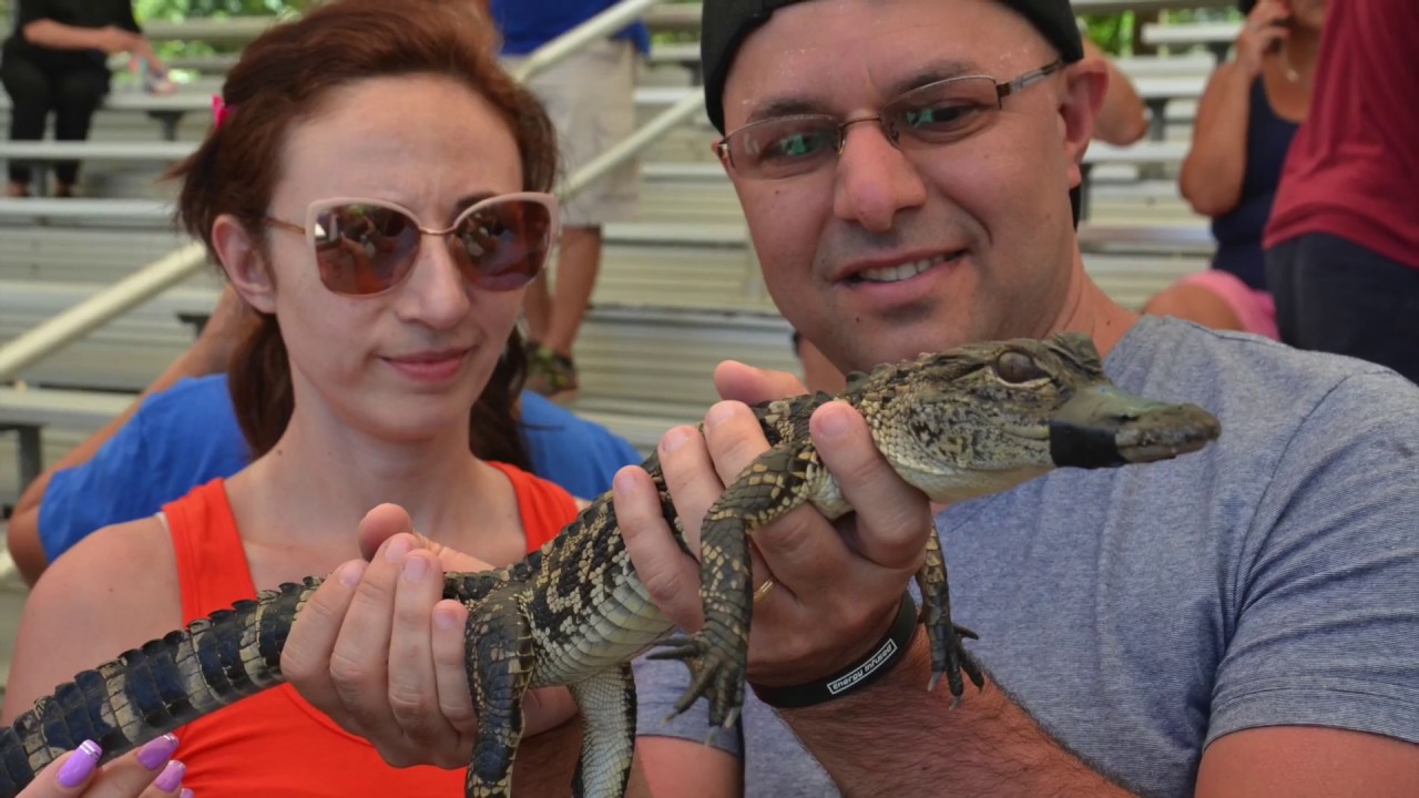 Everglades Alligator Farm and Airboat Ride 🇺🇸 - YouTube