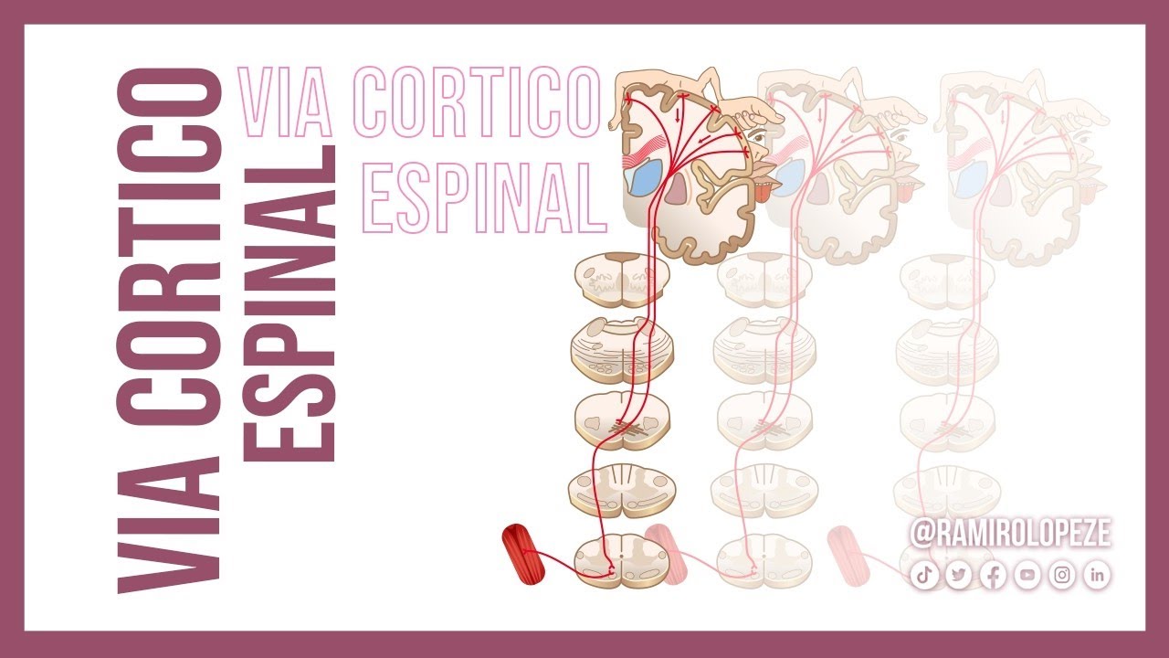 Vía corticoespinal - YouTube