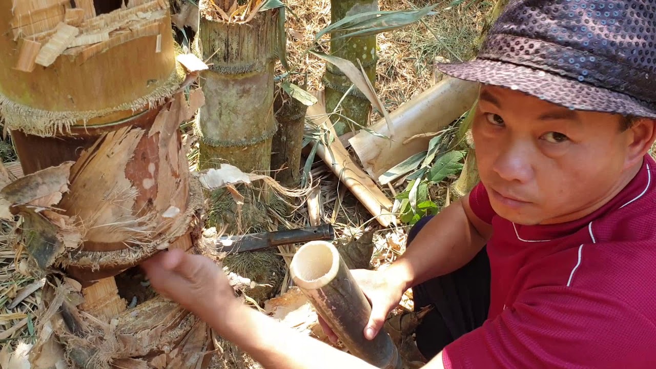 kooj hawj mus tho kab xyoob npoj - YouTube