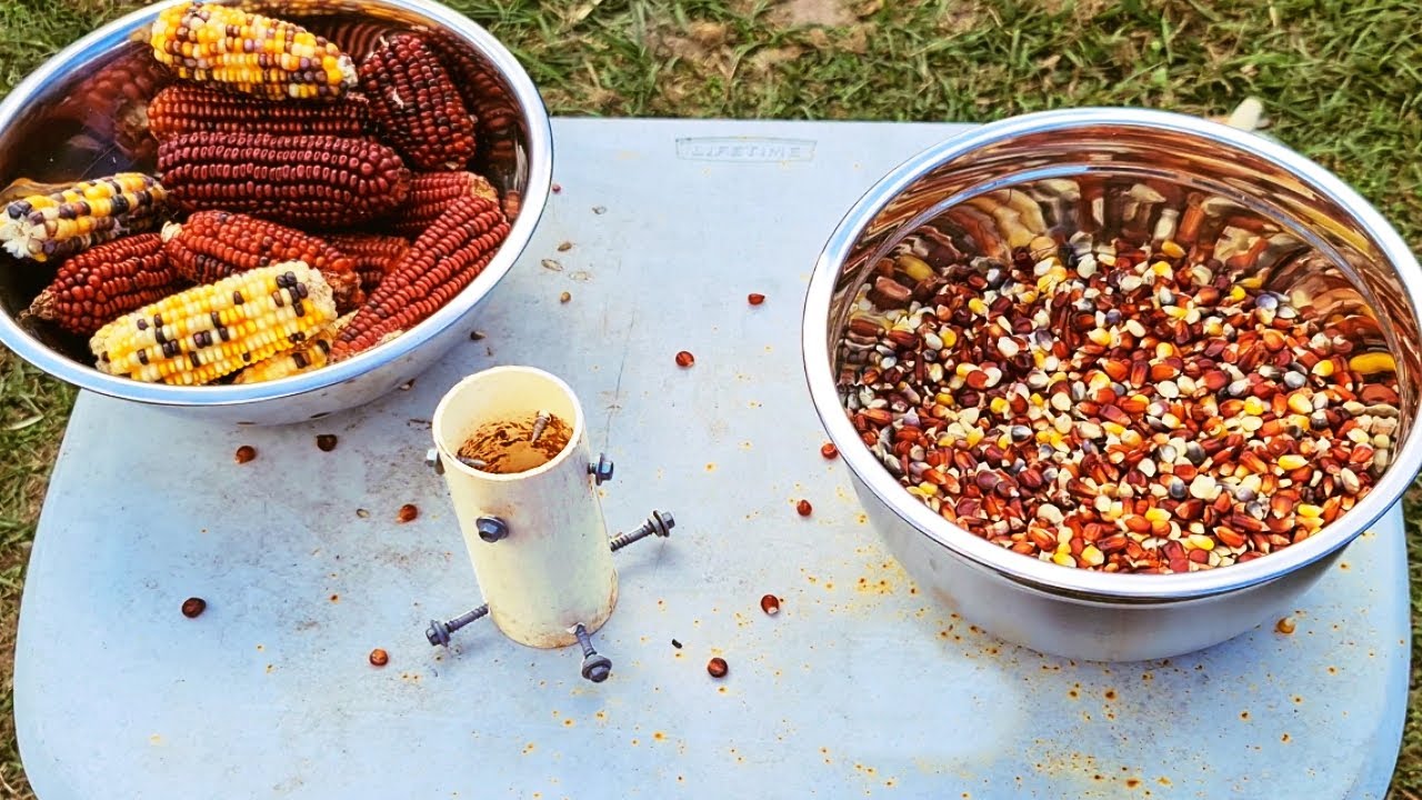 De-Kerneling Corn by Hand to Store & Use Later - YouTube