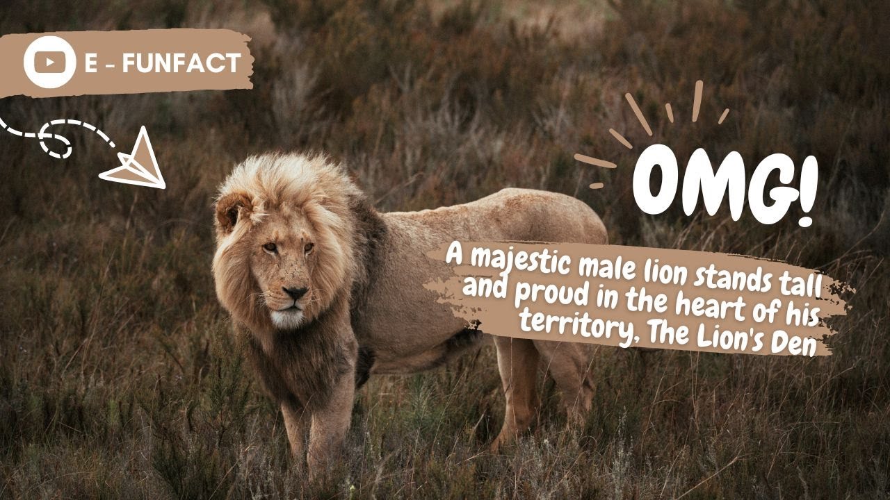 The Lion's Den : Inside the Dominance and Protection of Male Lions in ...