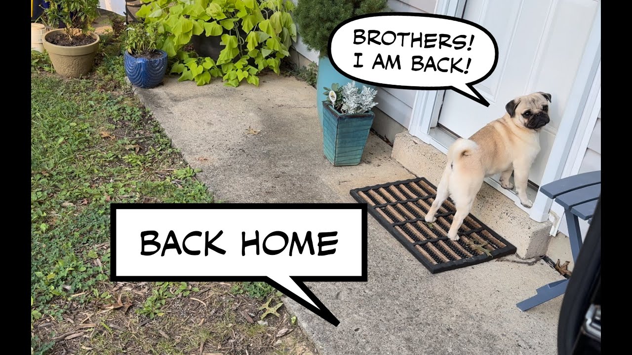 Pugs Welcome Home Baby Brother Pug - YouTube
