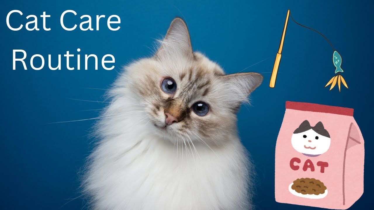 Ultimate Cat Care Routine 😺 | Daily & Weekly Tips for a Happy, Healthy ...