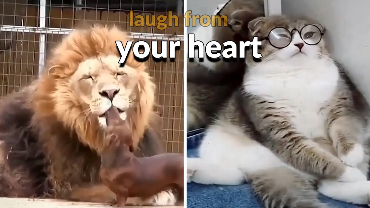 Cute baby animals Videos Compilation cutest moment of the animals ...