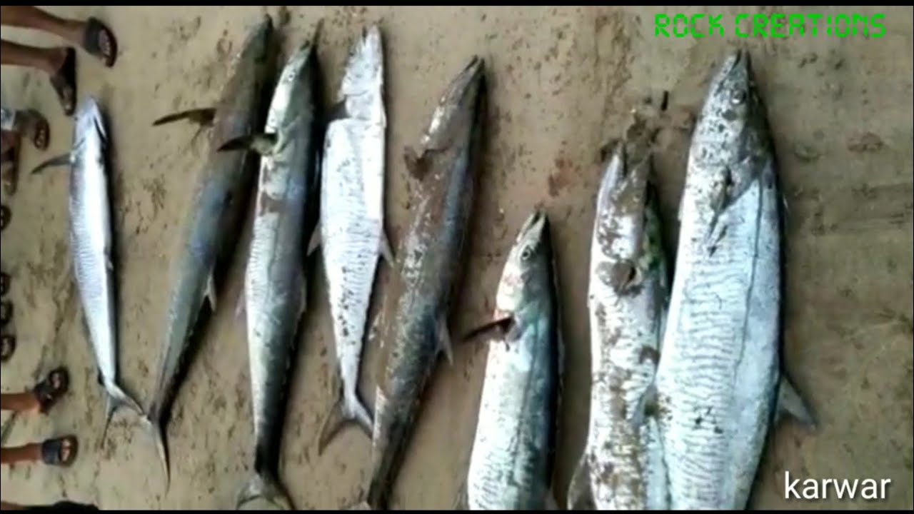 Karwar fish caught of rupees100000 - YouTube