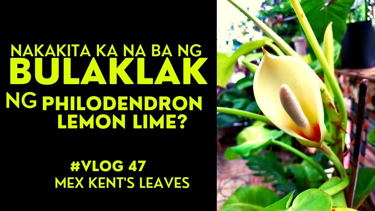 FLOWERING PHILODENDRON LEMON LIME | PARTS OF PHILODENDRON FLOWER ...