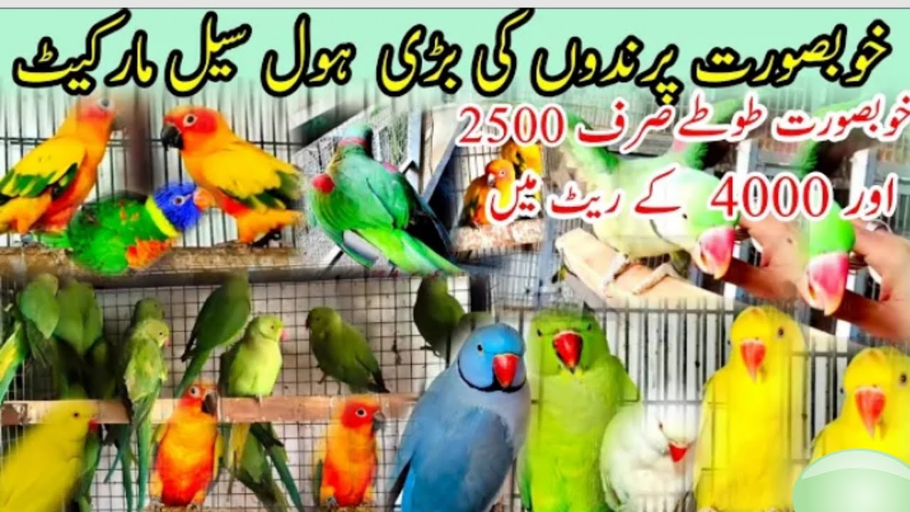 Talking Parrot 🦜 for Sale in Pakistan Parrot Talking Baby parrot video ...