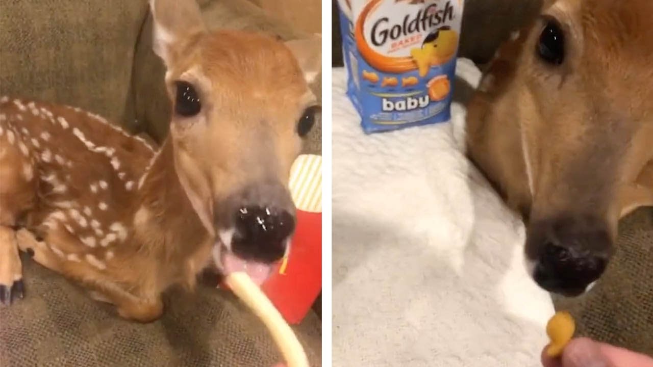 Trio Of Deer Enjoy Eating Salty Snacks - YouTube