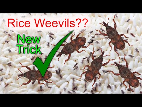 How To Get Rid Of Insects In Raw Rice