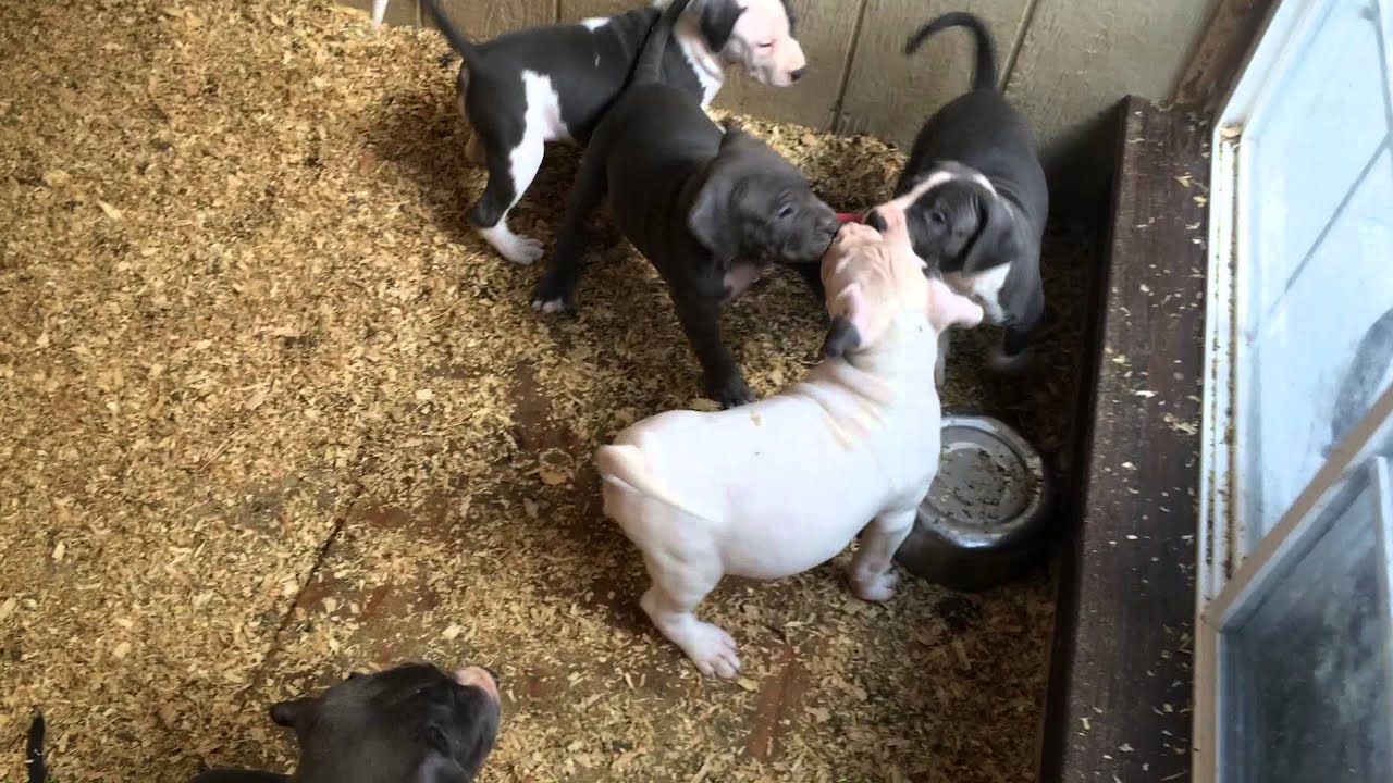 EMPIREBULLY ICE CUBE & XB MIRACLE PUPPIES 8 WEEKS OLD 1 - YouTube