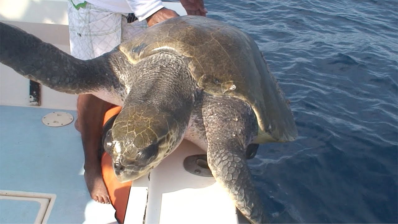 A saved turtle! Une tortue sauvée! - YouTube