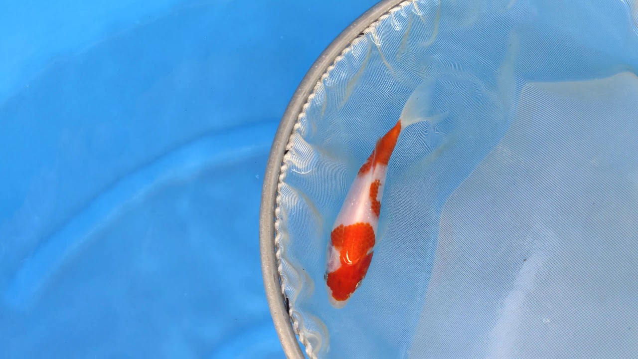 11956 Kohaku Tosai Torazo Koi Farm - YouTube