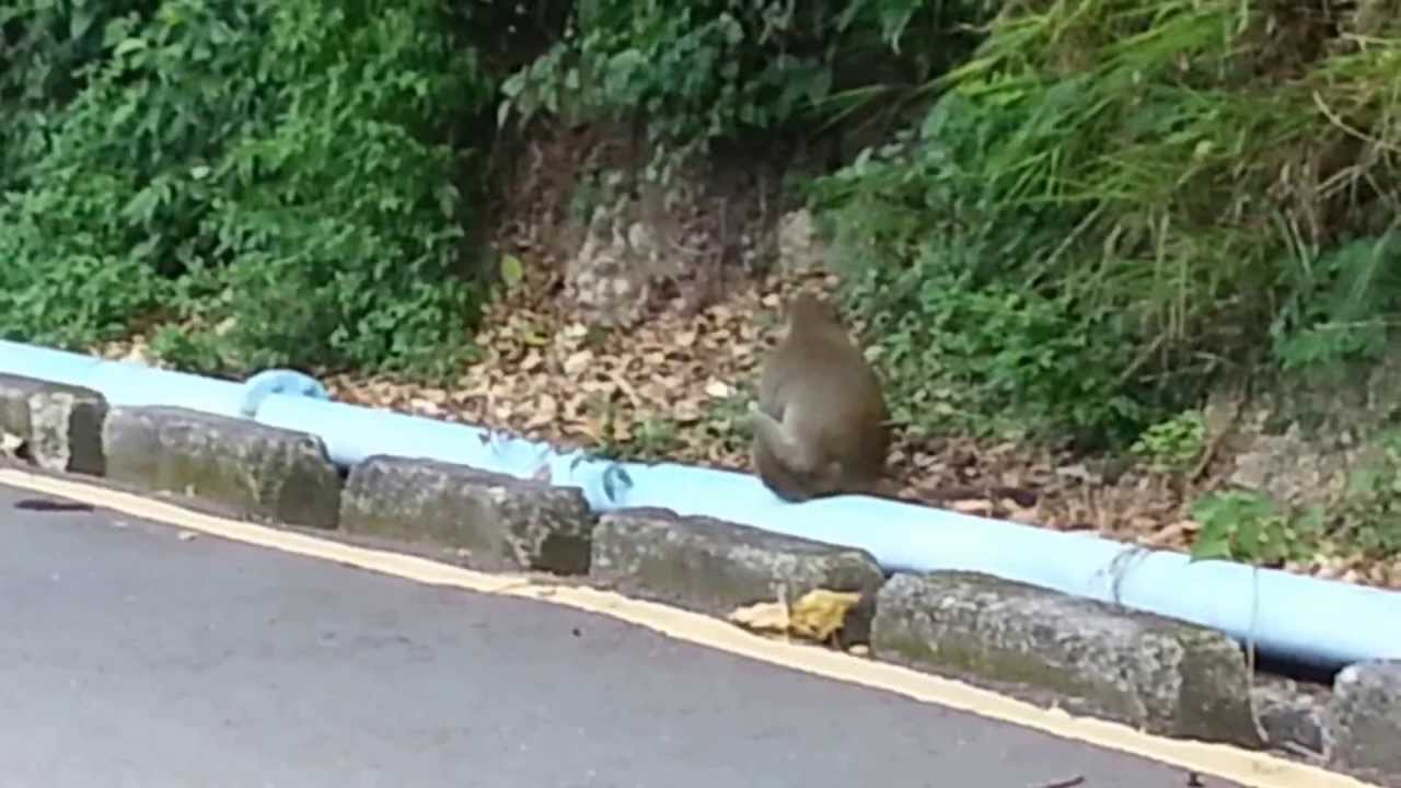 Monkey Crossing - YouTube
