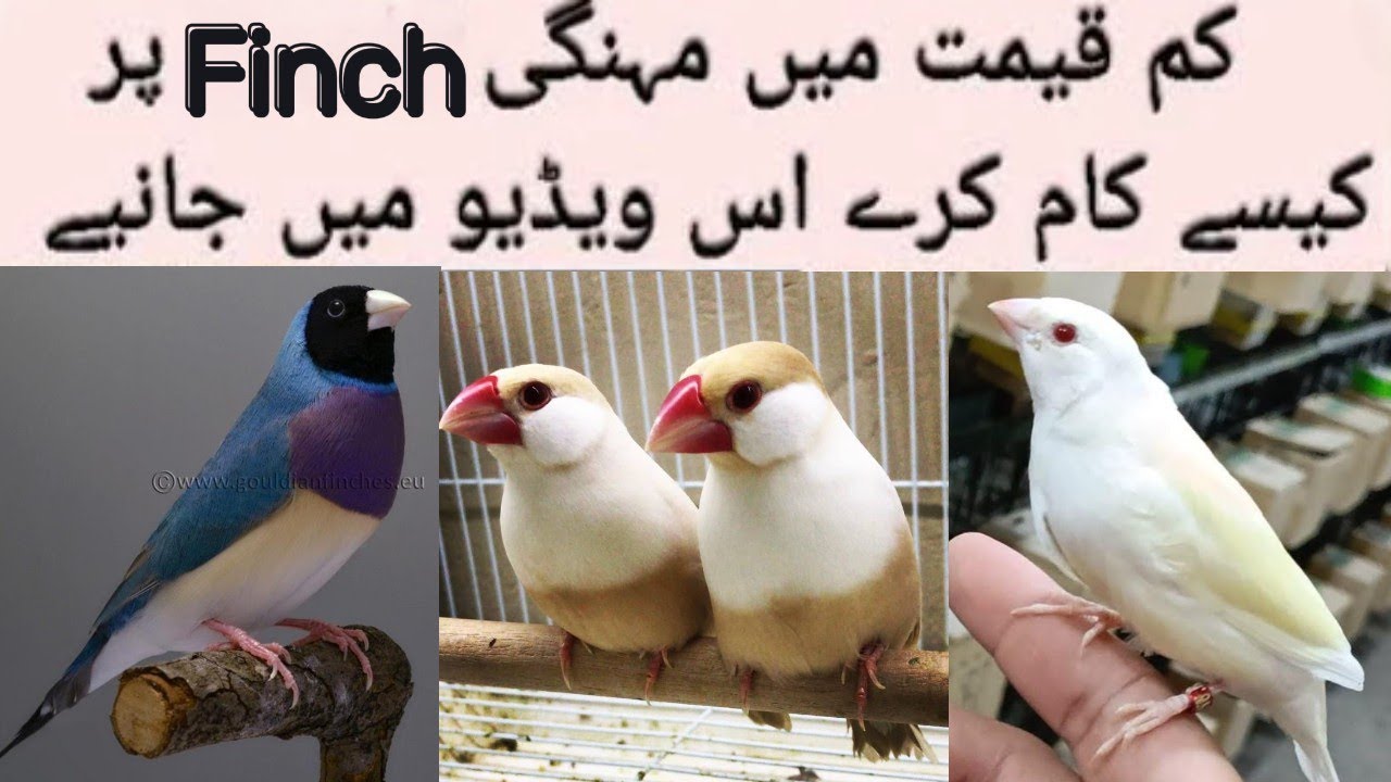 How To Earn With Fawn Java In Pakistan | Goldian Finch Business Plan ...