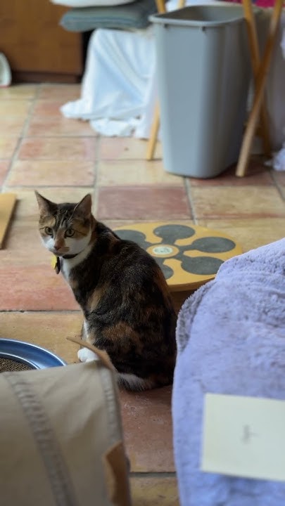 Cleanliness is next to Catliness - YouTube