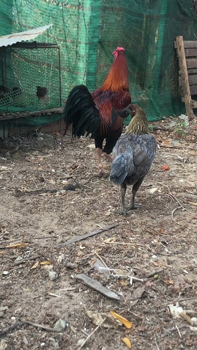 Rooster #funny #comedy #chicken #birds #farmer - YouTube