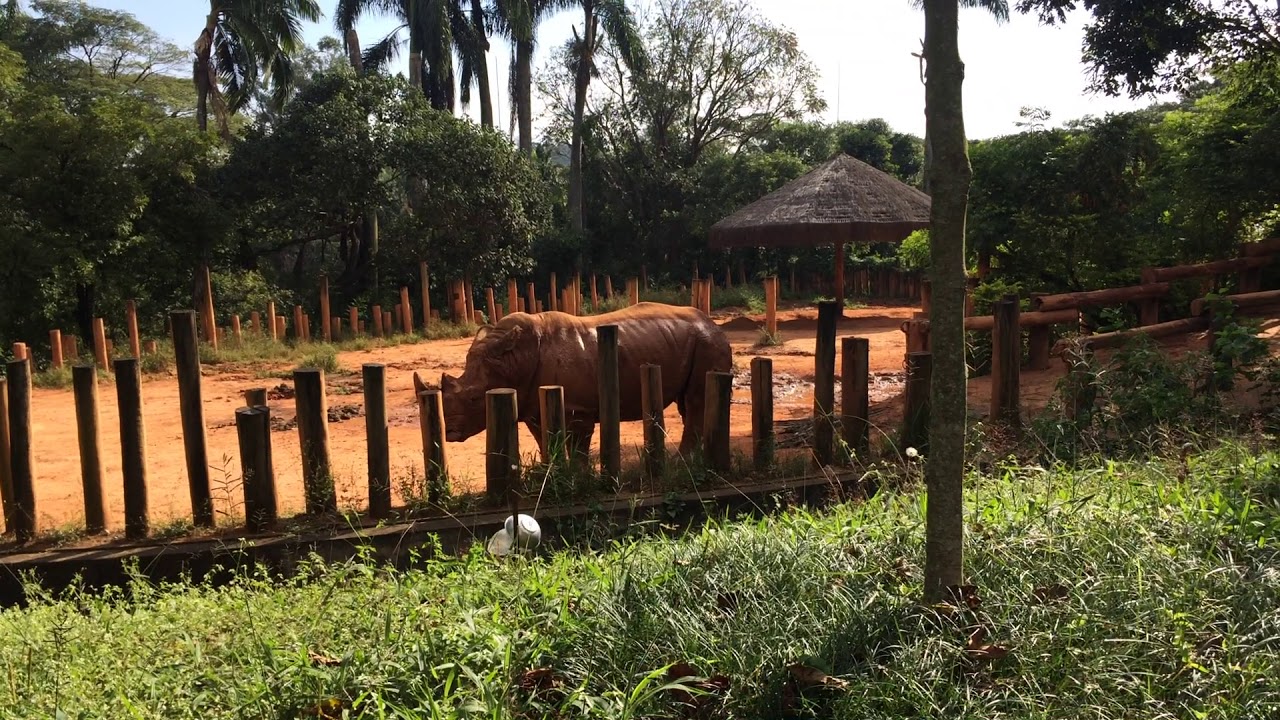 Rinoceronte Zoo SP - YouTube