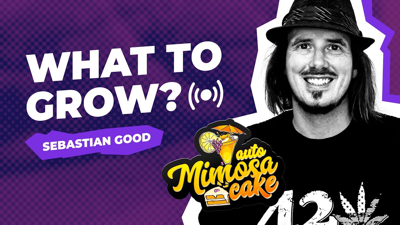 Which cannabis strain to grow? | Sebastian Good - YouTube