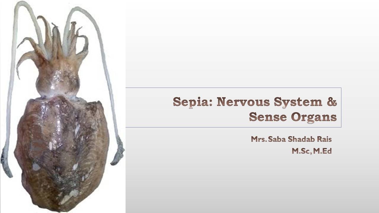 Sepia: Nervous System & Sense Organs - YouTube