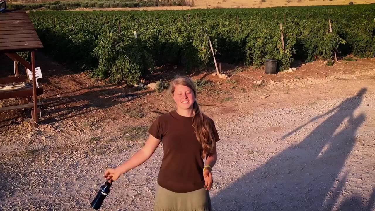 HaYovel | The First Grape Harvest of 2016! - YouTube