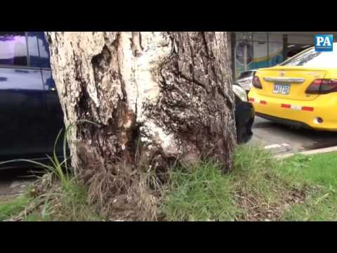 Identificación de árboles enfermos - YouTube