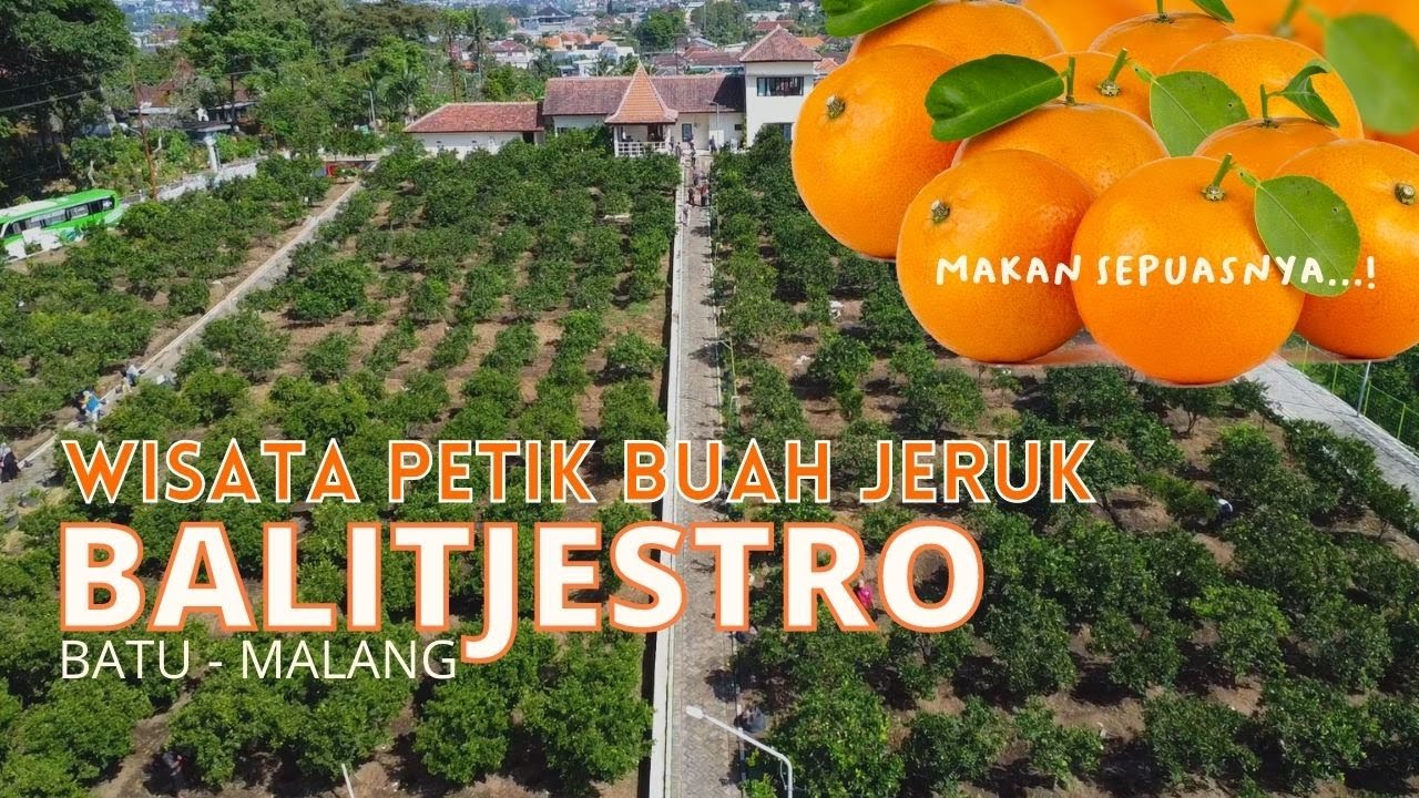 WISATA PETIK BUAH JERUK BALITJESTRO BATU | Boleh makan sepuasnya ...