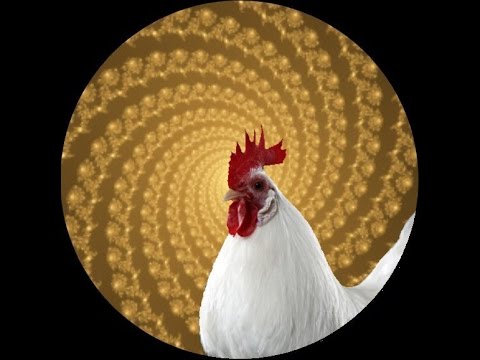 Chicken Transformation Hypnosis - YouTube