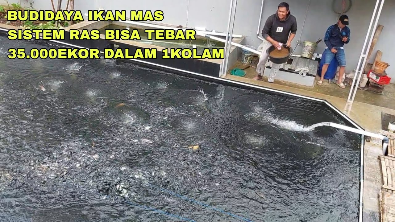 KEREN, BUDIDAYA IKAN MAS MENGGUNAKAN SISTEM RAS BISA TEBAR 35.000EKOR ...