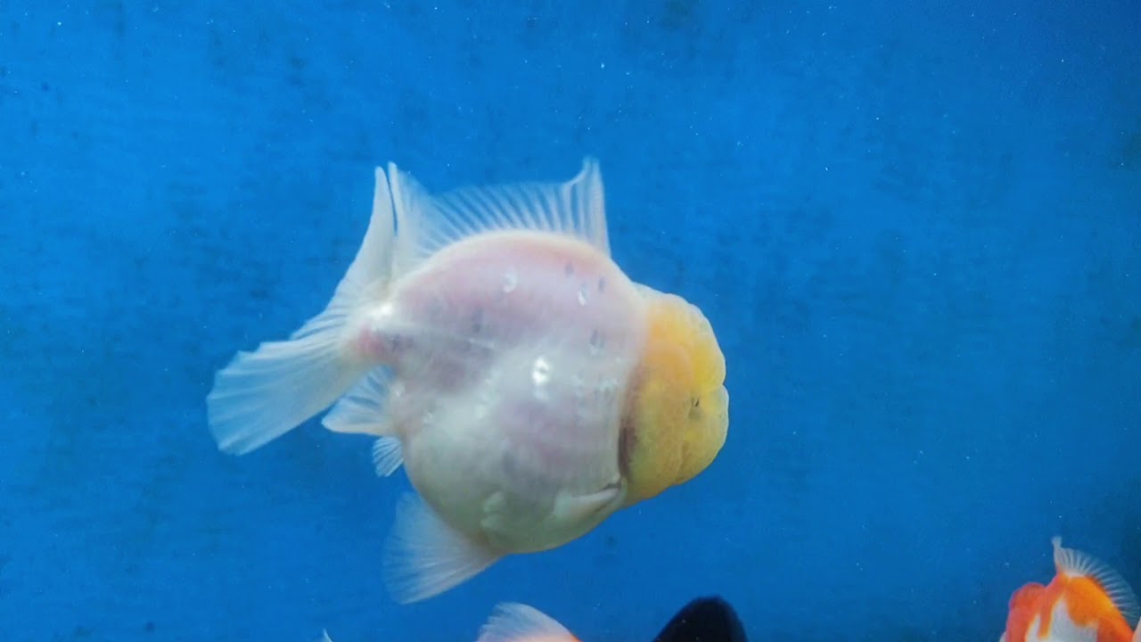 Cá vàng Oranda Short Tail ( Gold Fish Oranda ) - YouTube