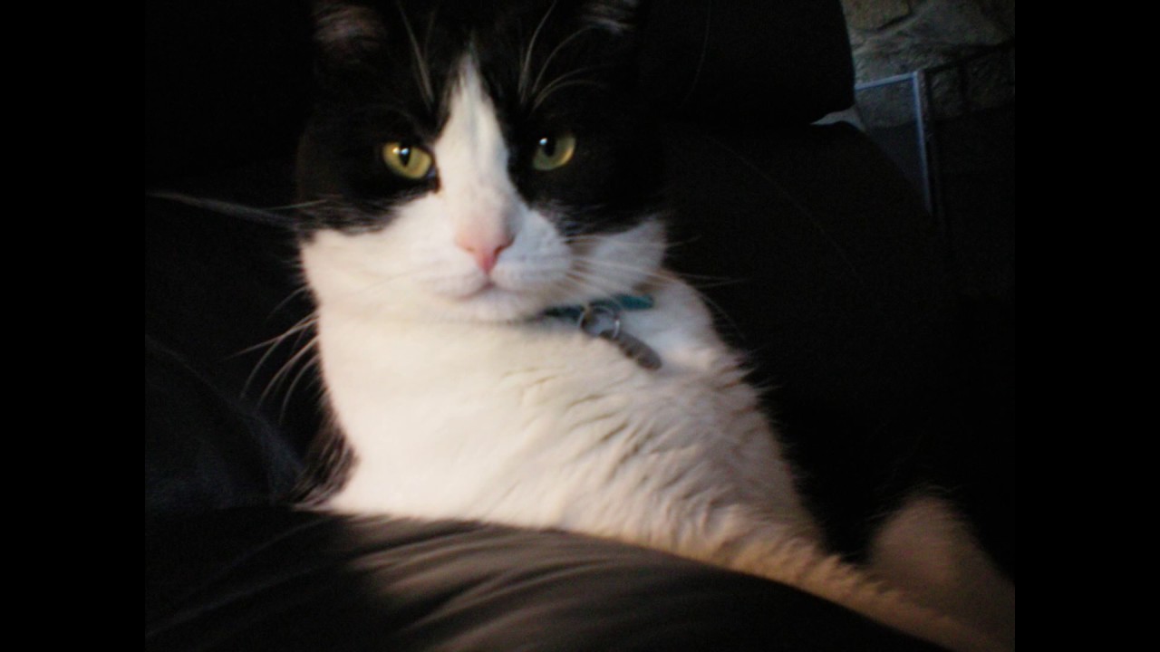MATTY- THE MOST BEAUTIFUL CAT IN THE WORLD MEMORIAL 2017 - YouTube