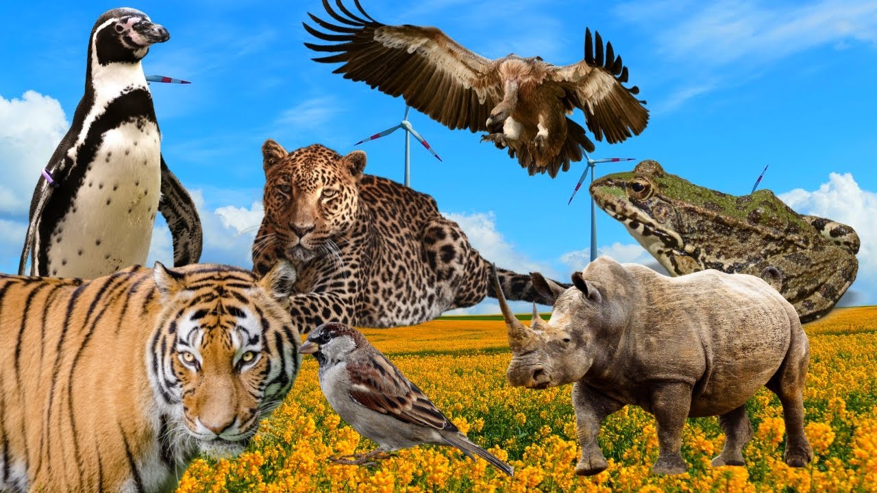 Videos of animals and their unique sounds: rhino, frog, penguin, tiger ...