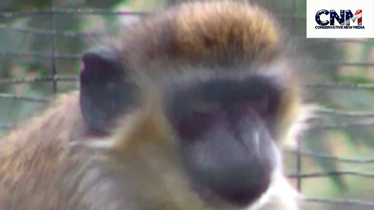 Monkey FIGHT !! - Green Monkey Battle in 1080P HD !! - YouTube