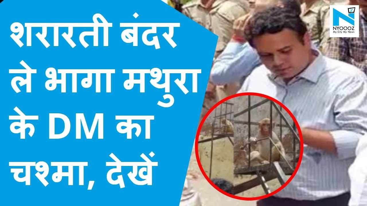 Mathura के DM Navneet Singh Chahal का चश्मा बंदर ने छीना, Video हुआ ...