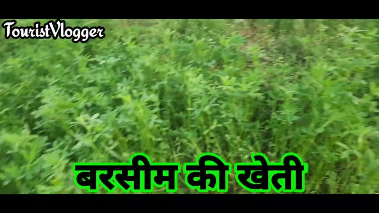 Berseem Crop Plants| Berseem Grass For Animals| Berseem (Trifolium ...