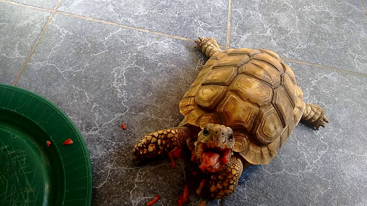Tortuga hambrienta y peligrosa! 😄 - YouTube