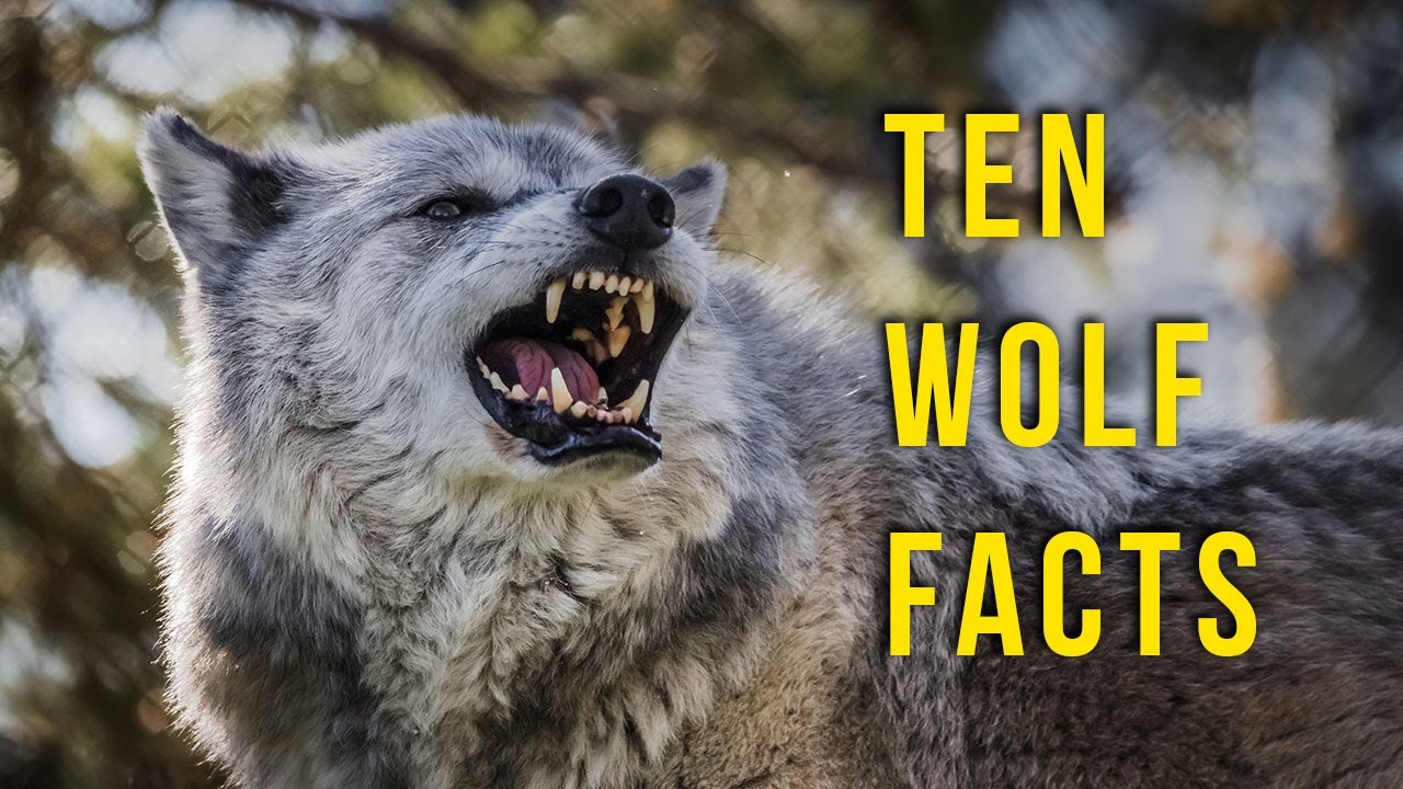10 Cool Facts About Wolves - YouTube