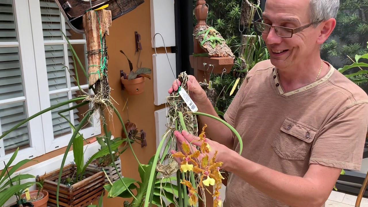 Trichocentrum Orchids - YouTube