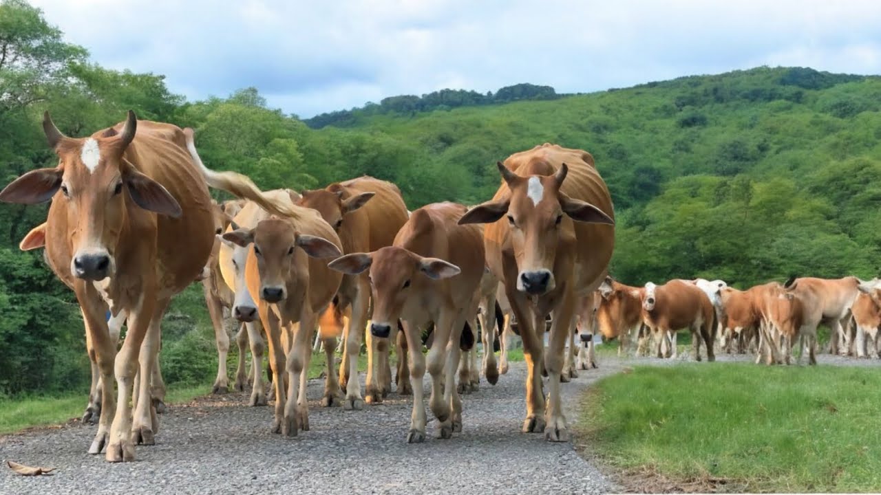 Kawanan sapi lembu lucu pulang kekandang, gerombolan sapi kampung ...