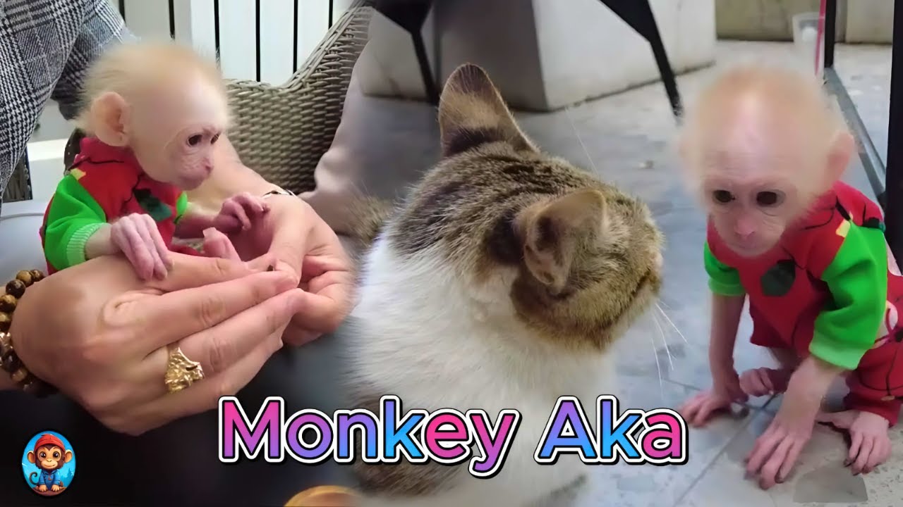 Baby Monkey AKA mischievous destroys everything when dad is not home ...