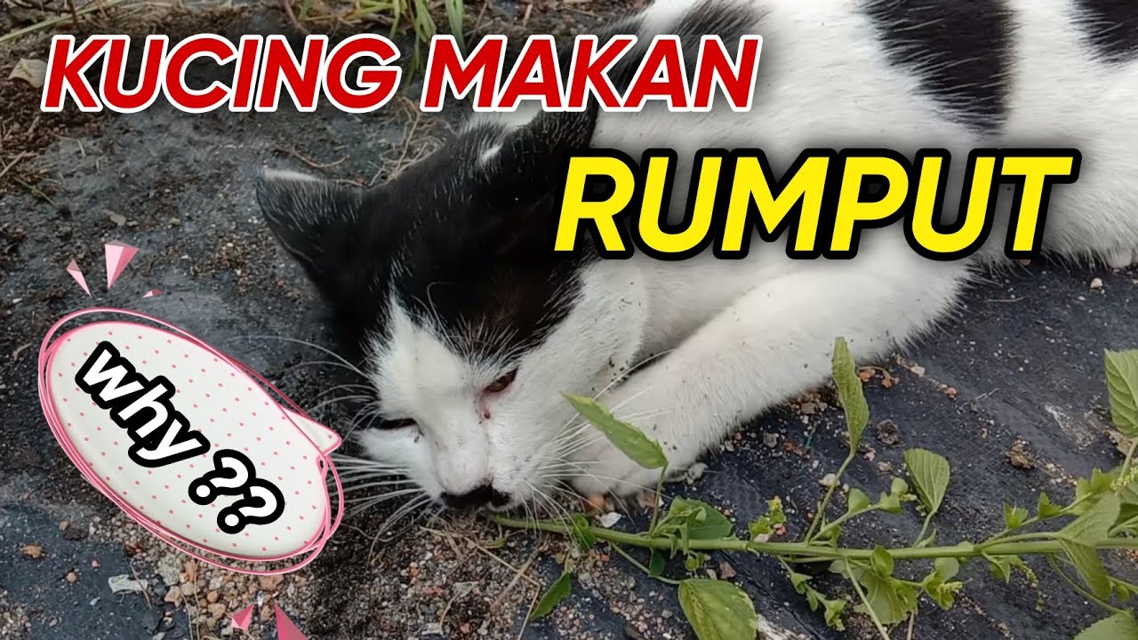 KUCING MAKAN RUMPUT My Cat Eats Grass YouTube kucing-makan-rumput-my-cat-eats-grass-youtube