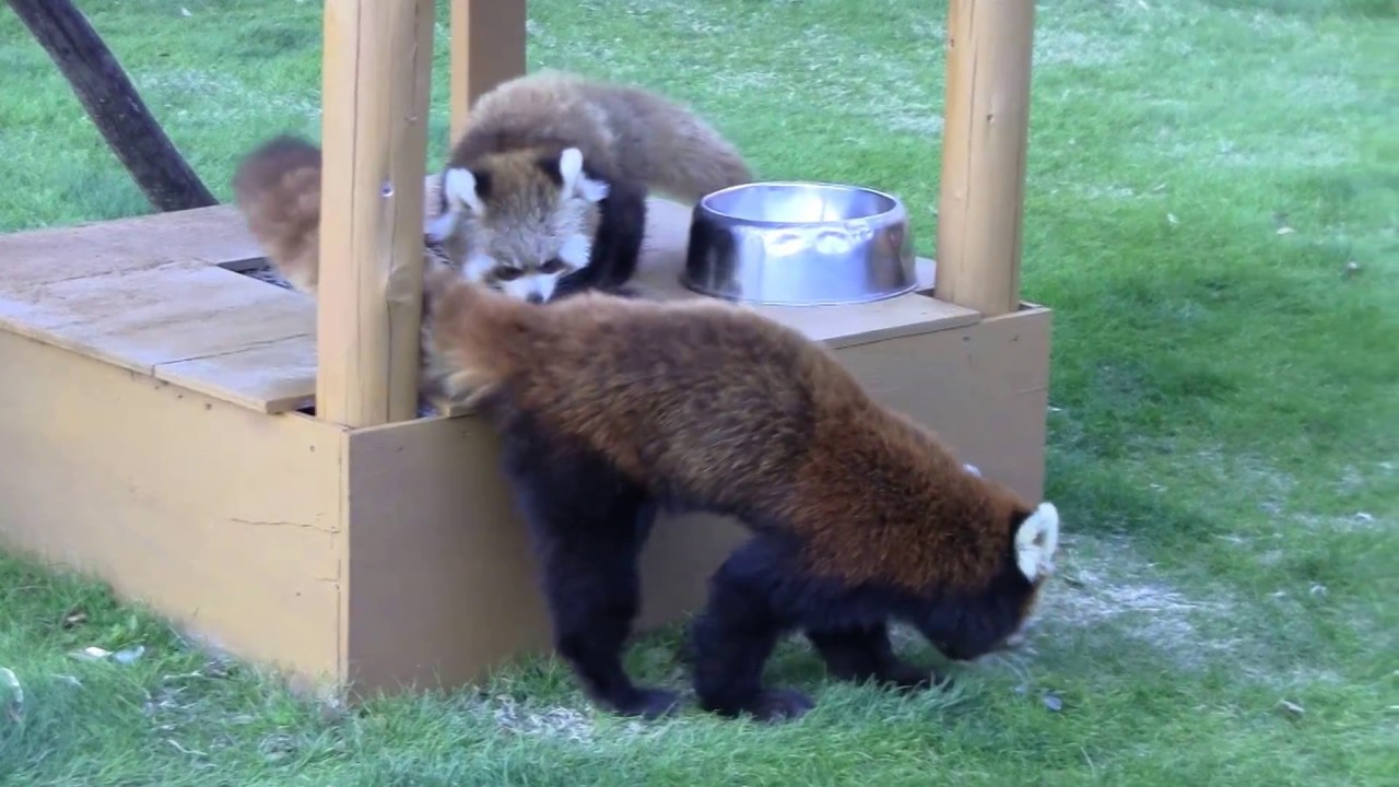 #1-31 Nov 2016 Red panda at Adventure world, Japan - YouTube