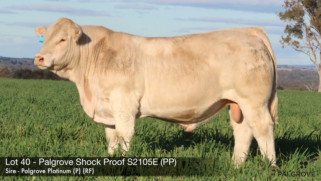 Lot 40 Palgrove Shock Proof S2105E (PP) - YouTube