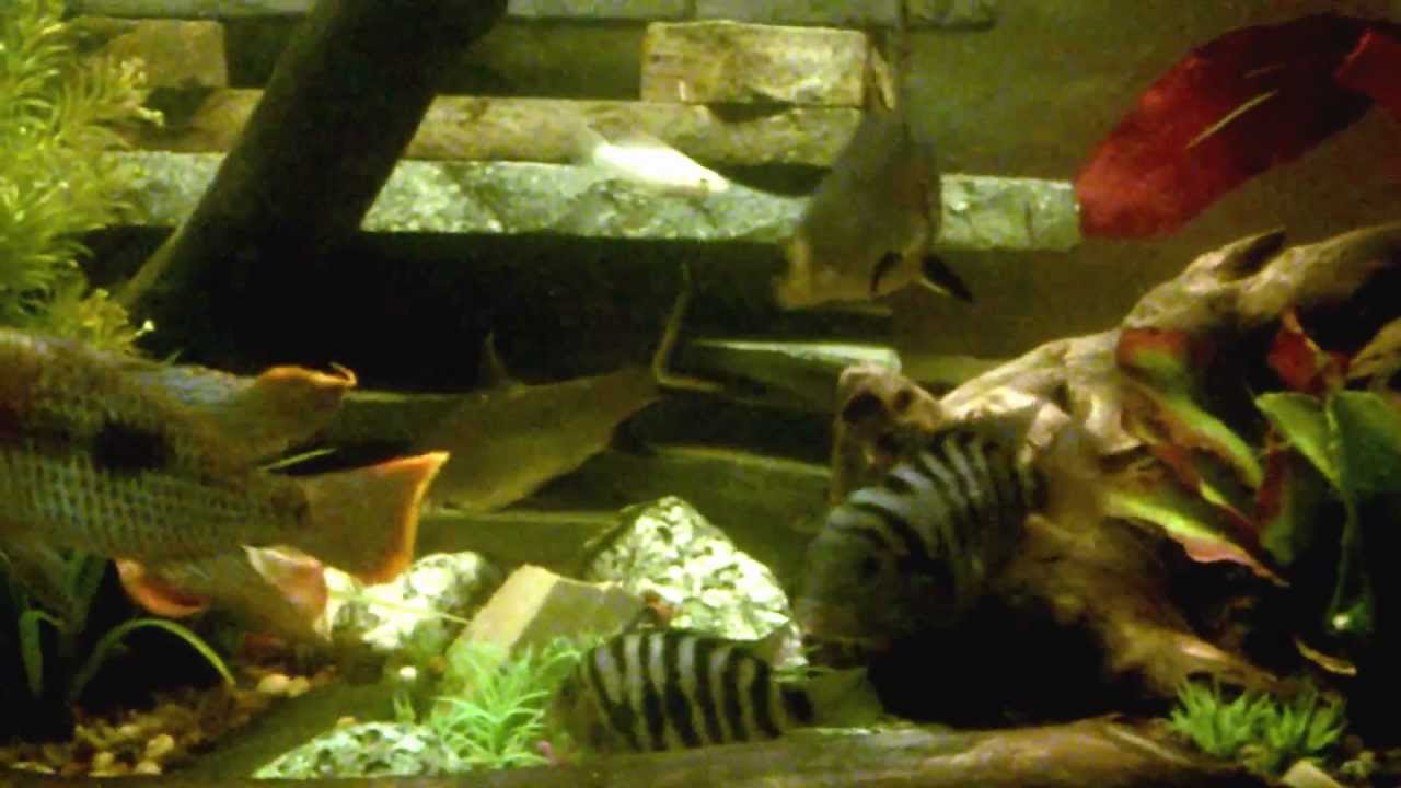 Kobi's Fish Tank - community fish tank - YouTube