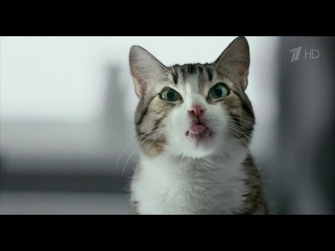 Реклама Kitekat | Китикет - Борис Фотокот - YouTube