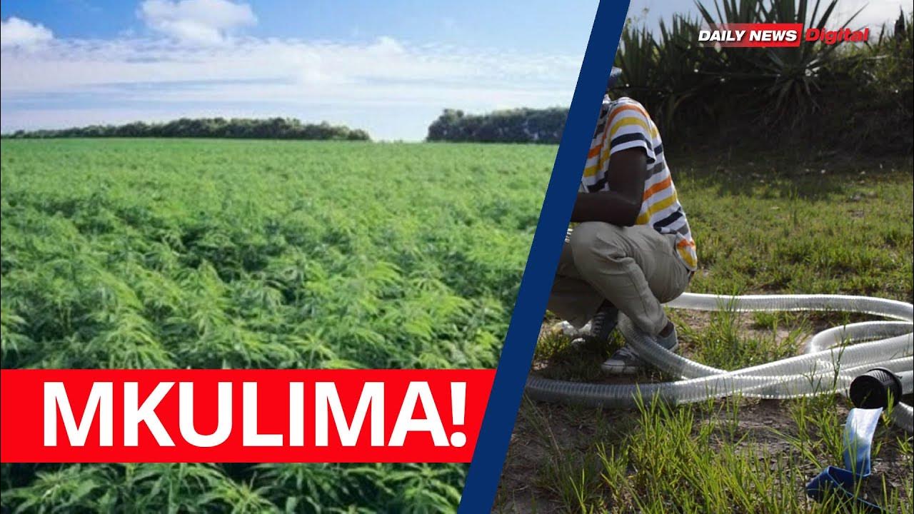 ACHEPUSHA MAJI KWA AJILI YA KULIMA BANGI - YouTube