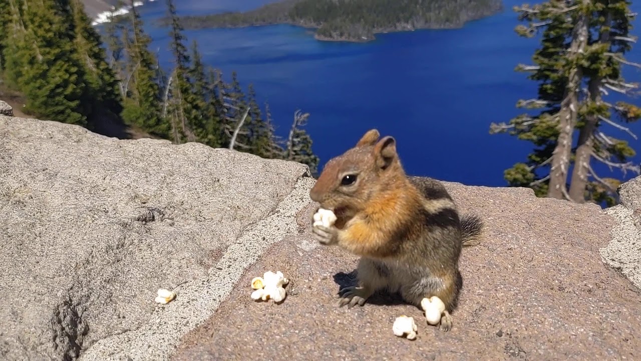 Cute Chipmunks gang in Crater Lake Oregon. - YouTube
