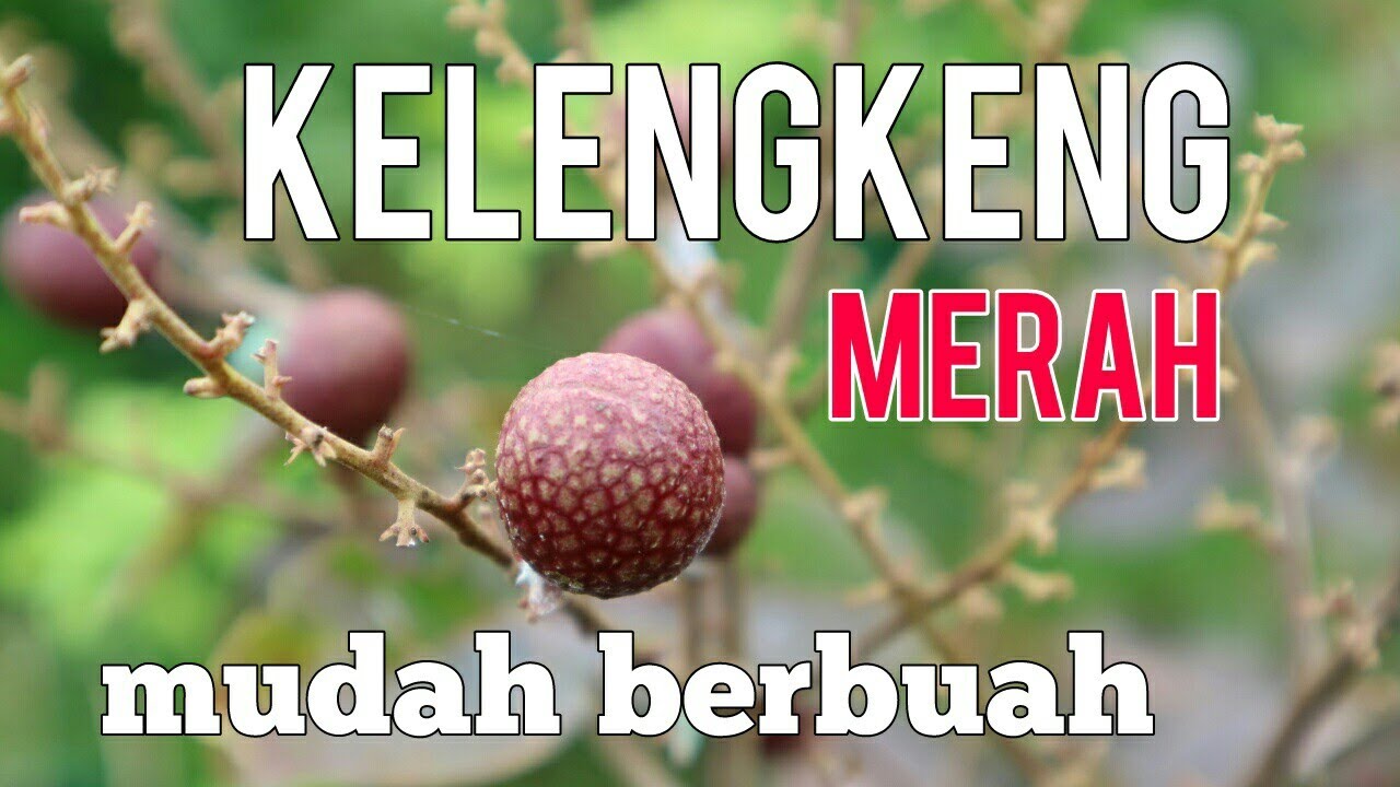 Kelengkeng merah si ruby longan mudah berbuah - YouTube