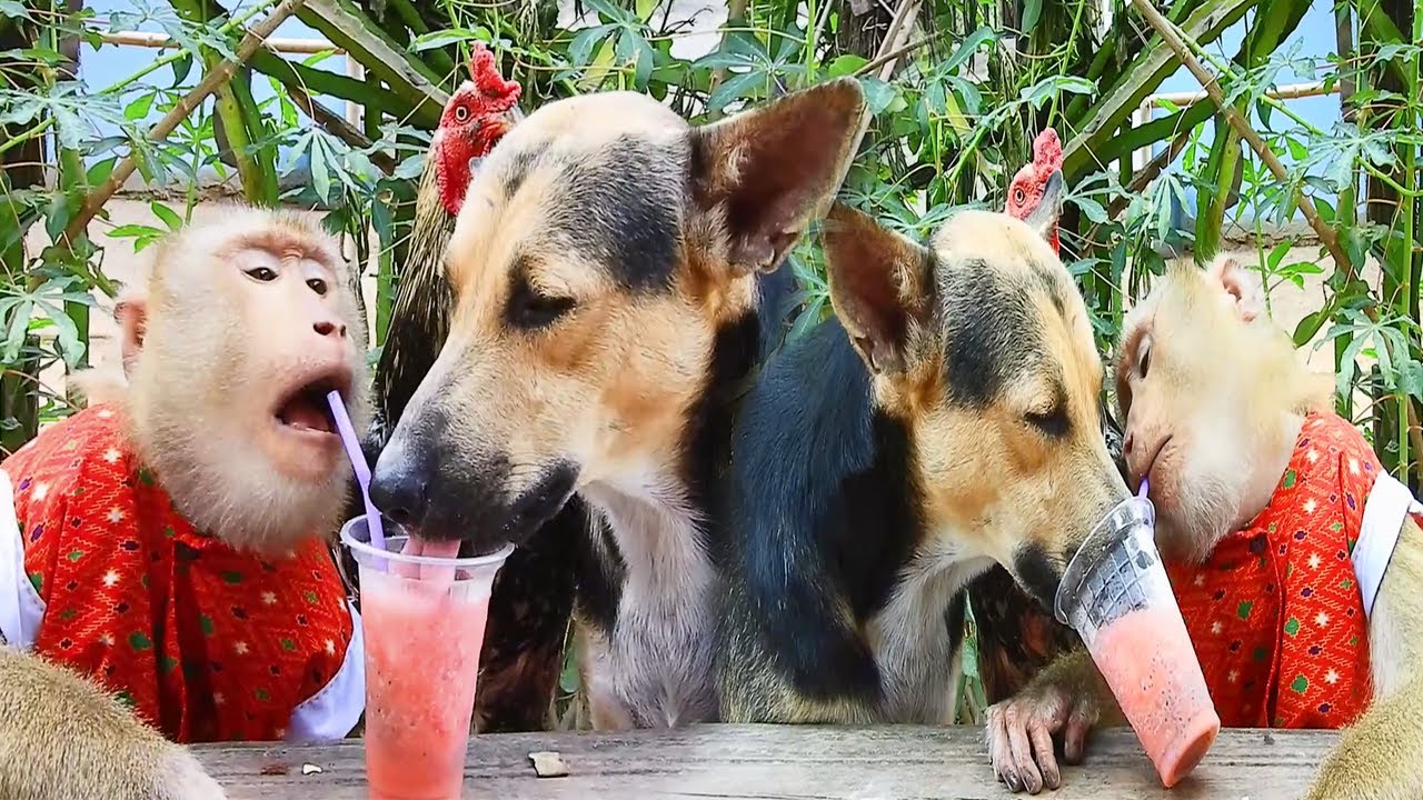 Adorable Animals Join Eating Together Delicious So Great - YouTube